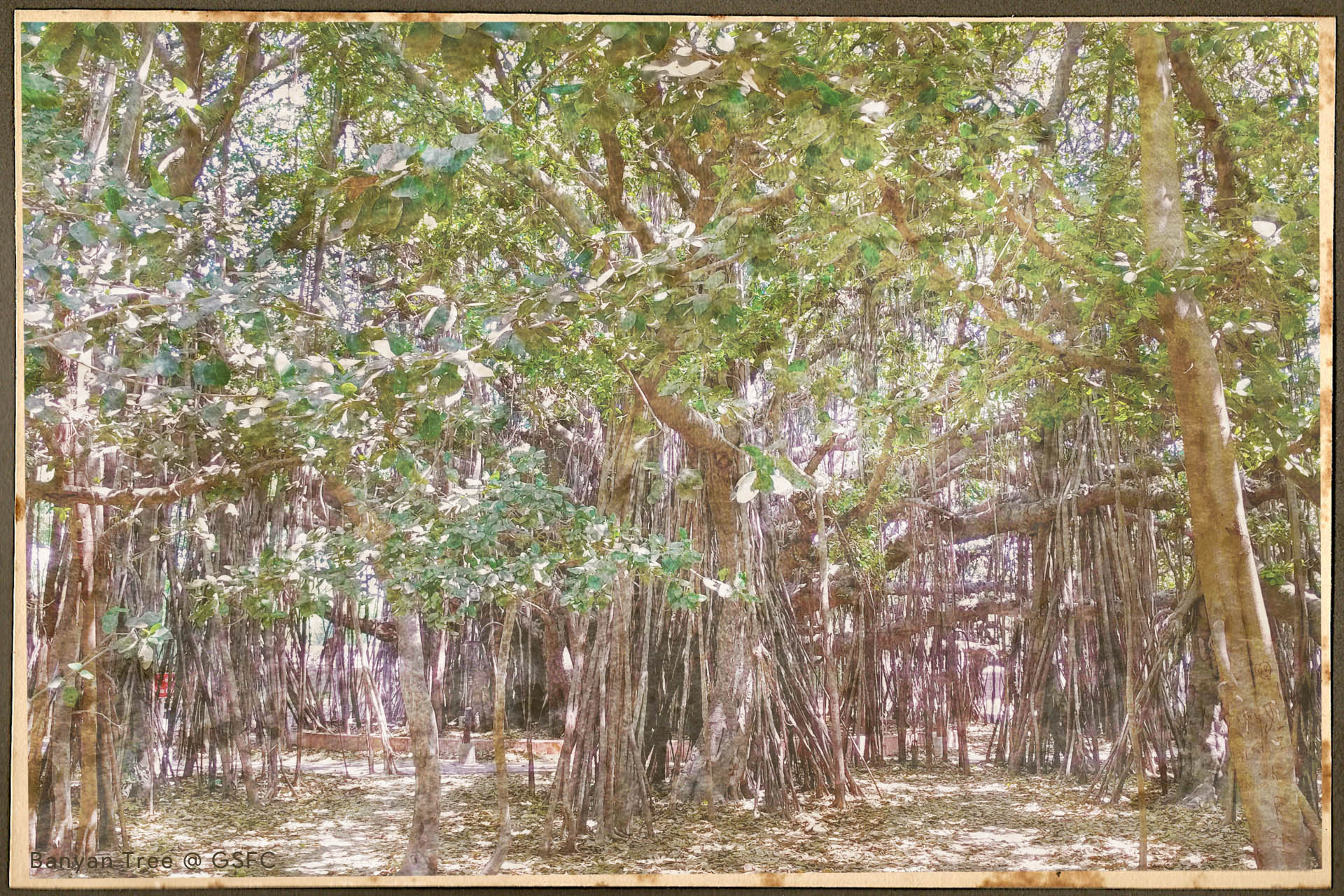 Banyan Tree at GSFC | History of Vadodara - Baroda