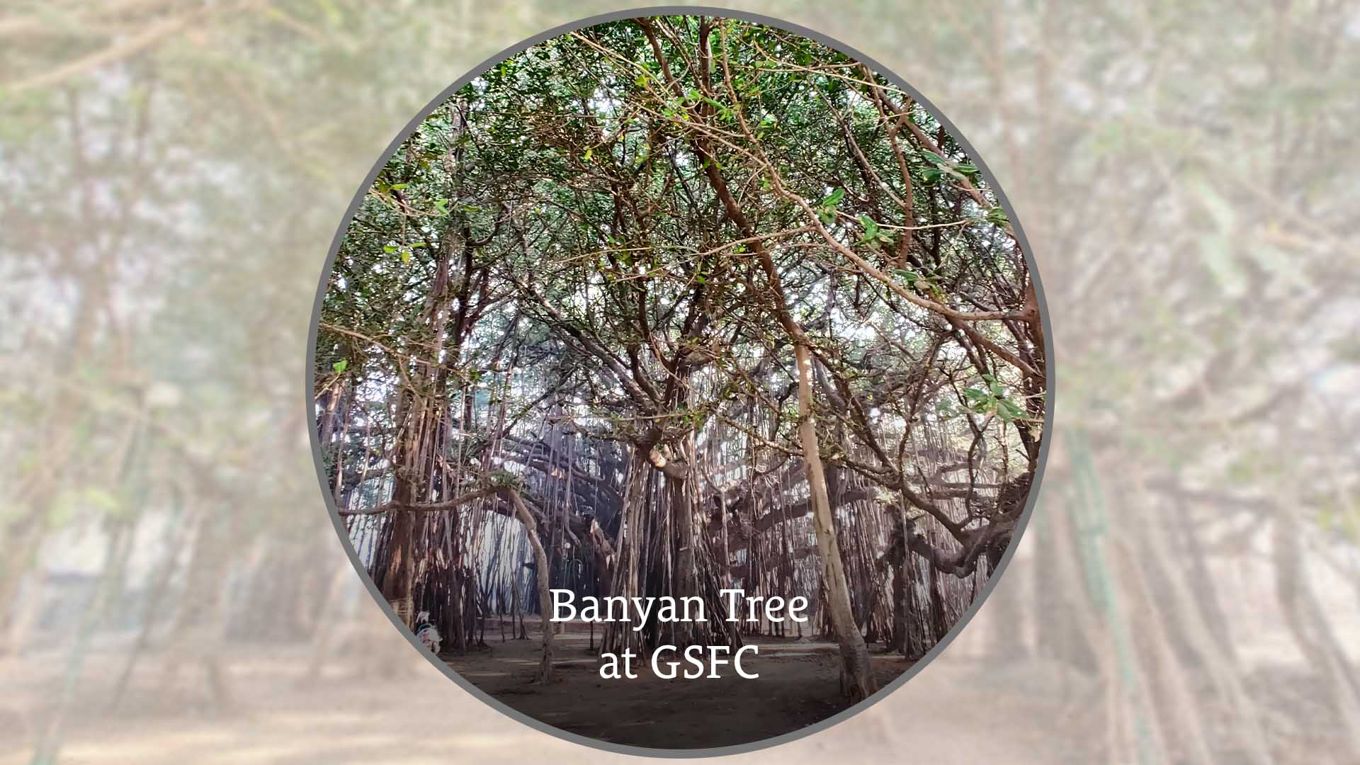 Banyan Tree at GSFC | History of Vadodara - Baroda